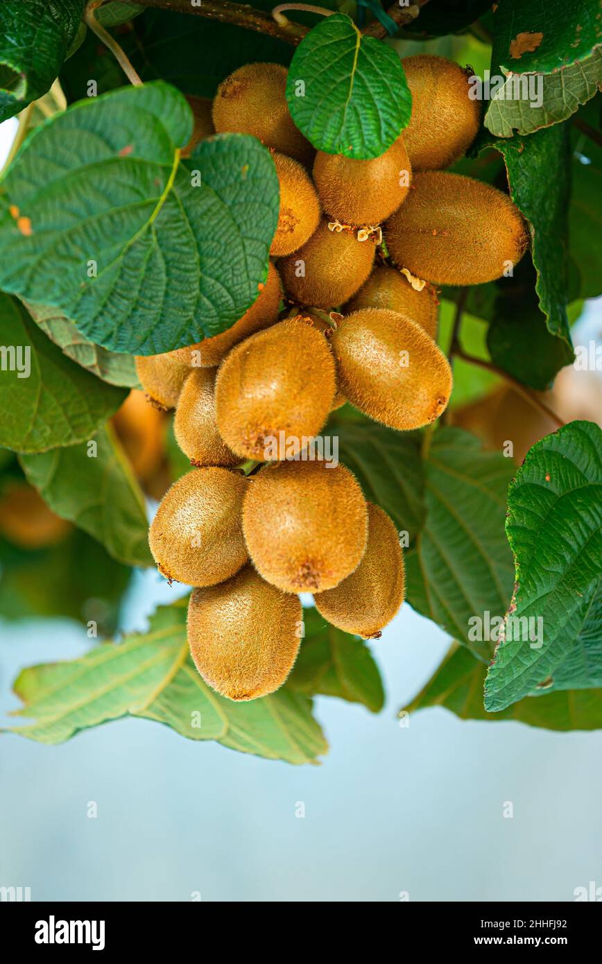 Growing Kiwi Fruits on Branch Stock Photo - Alamy