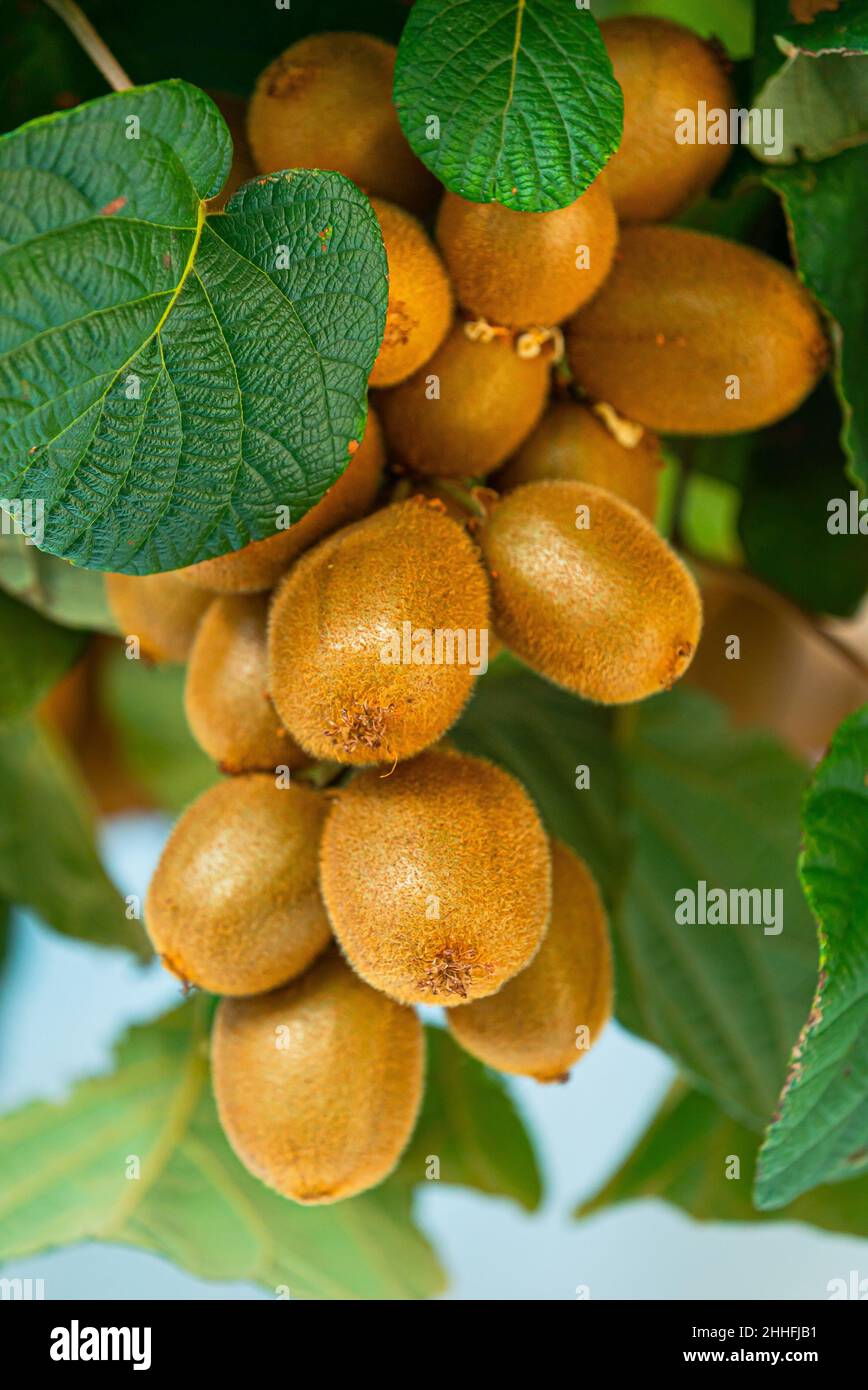Growing Kiwi Fruits on Branch Stock Photo - Alamy
