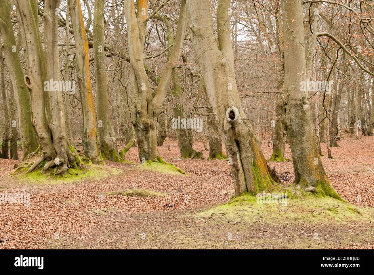 Epping Forest Essex, England UK Europe Stock Photo - Alamy
