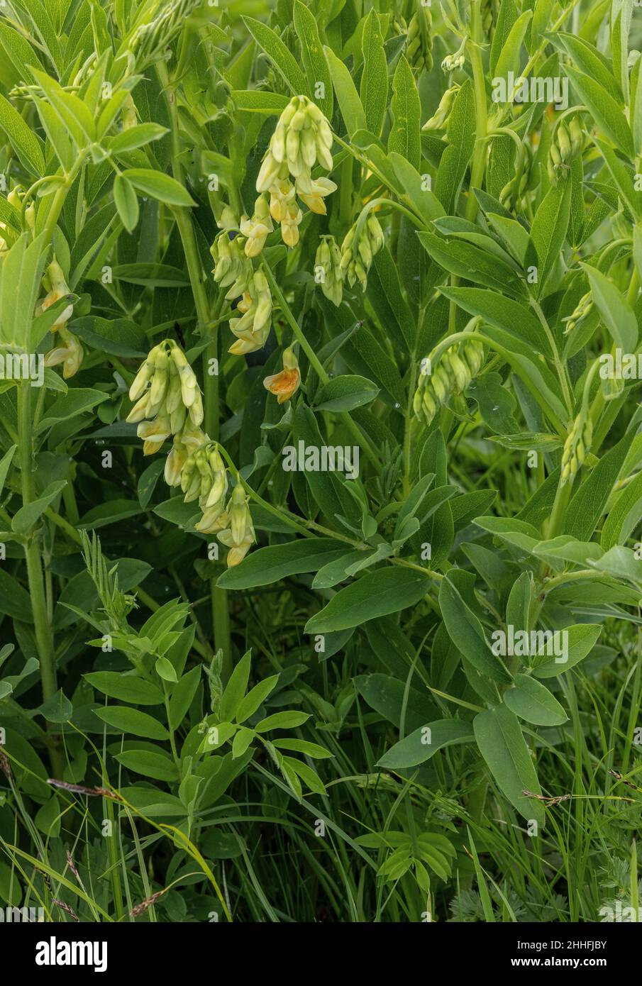 Yellow Pea, Lathyrus laevigatus subsp. occidentalis, in flower in ...