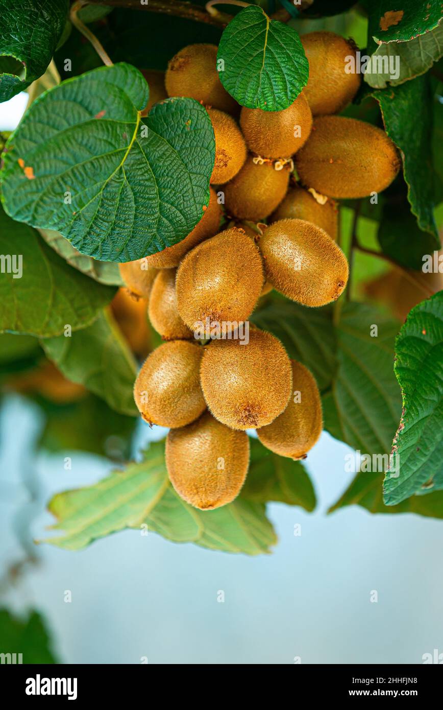 Growing kiwi fruits hi-res stock photography and images - Alamy