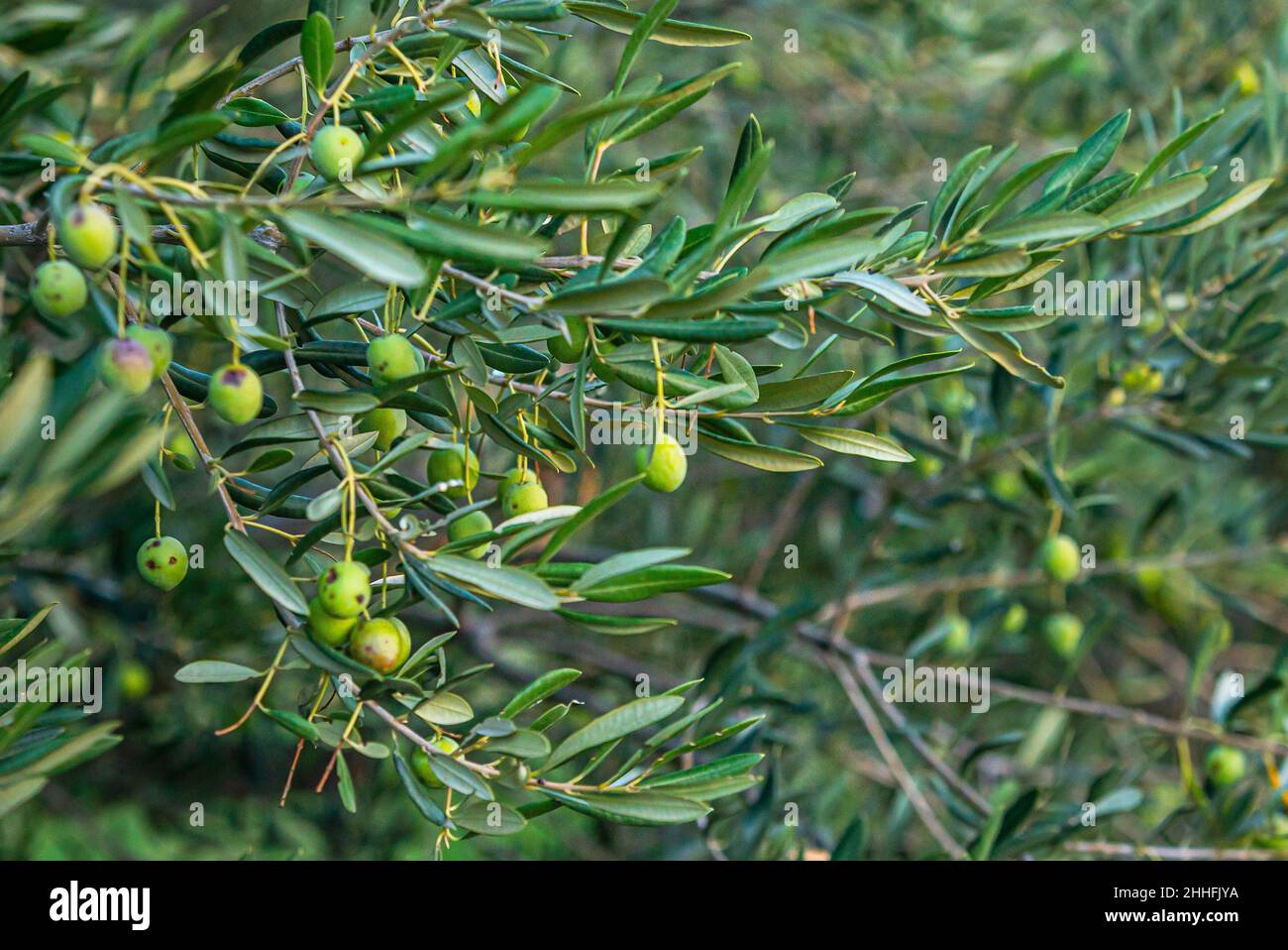 growing green olives on olive tree Stock Photo - Alamy