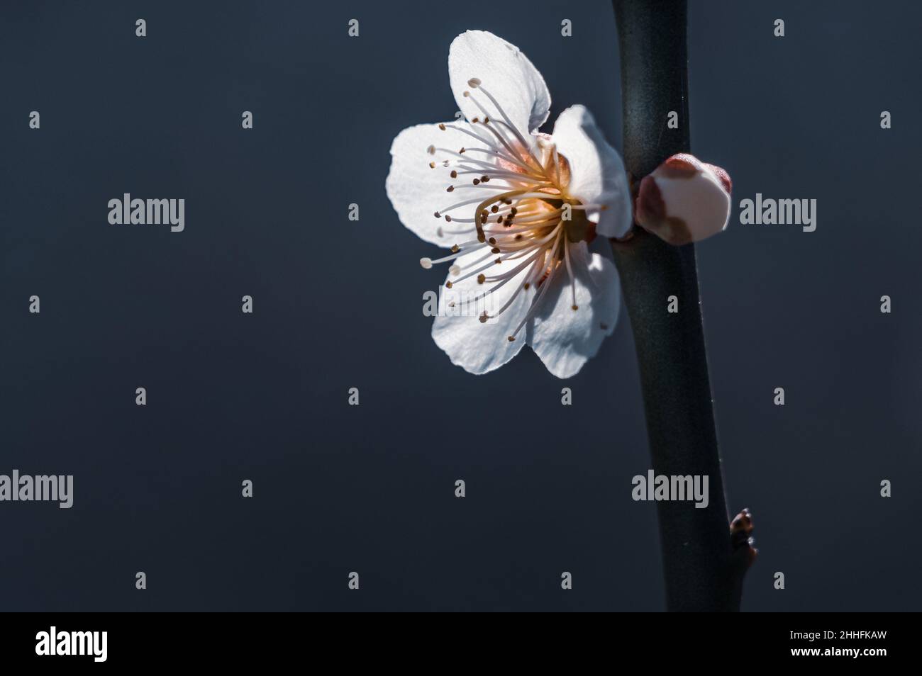 Lone tree in blossom hi-res stock photography and images - Alamy