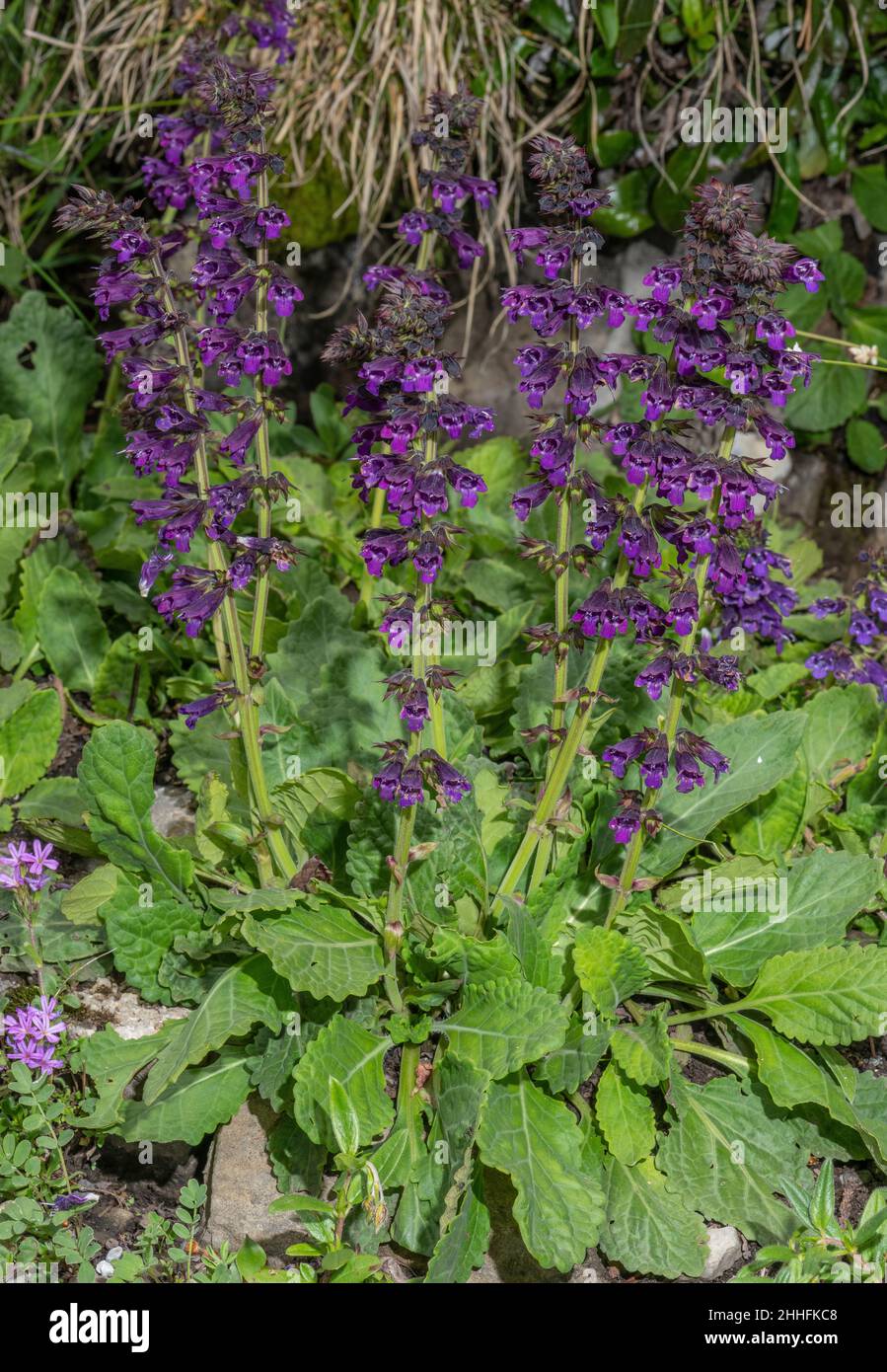 Pyrenean dead nettle hi-res stock photography and images - Alamy