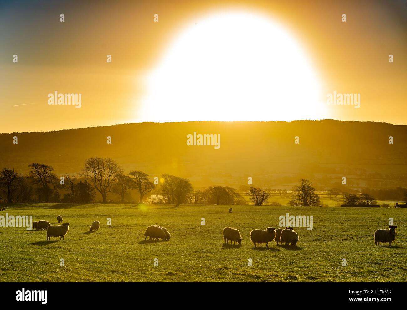 Sheep at sunrise, Chipping, Preston, Lancashire, UK Stock Photo - Alamy