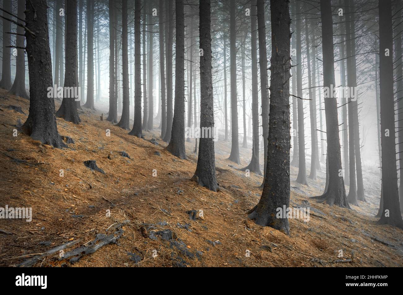Misty spruce trees with a path Stock Photo - Alamy