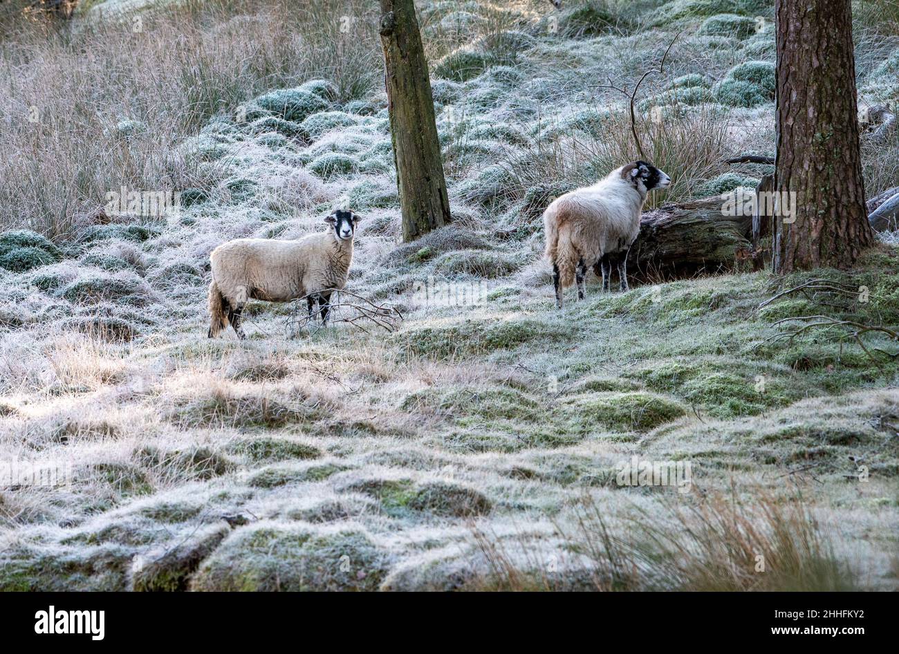 Lancaster farm animals hi-res stock photography and images - Alamy