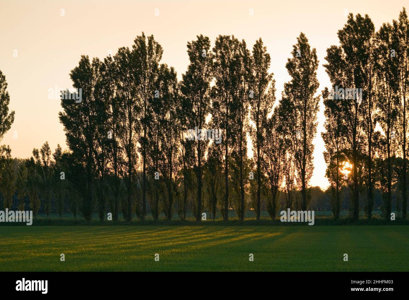 Populus , Poplar Trees at Sunset Norfolk UK Stock Photo - Alamy