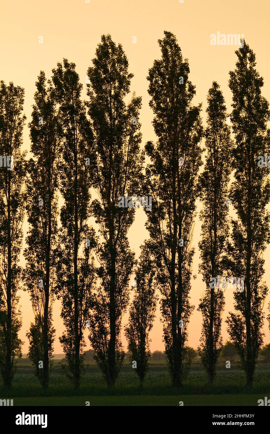 Populus , Poplar Trees at Sunset Norfolk UK Stock Photo - Alamy