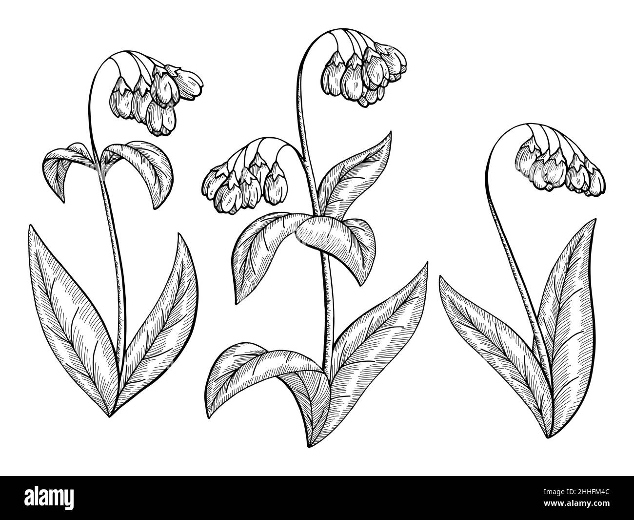 Comfrey flower graphic black white isolated sketch set illustration ...