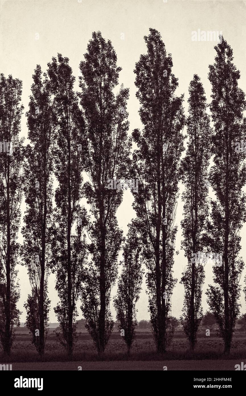 Poplar tree line hi-res stock photography and images - Alamy