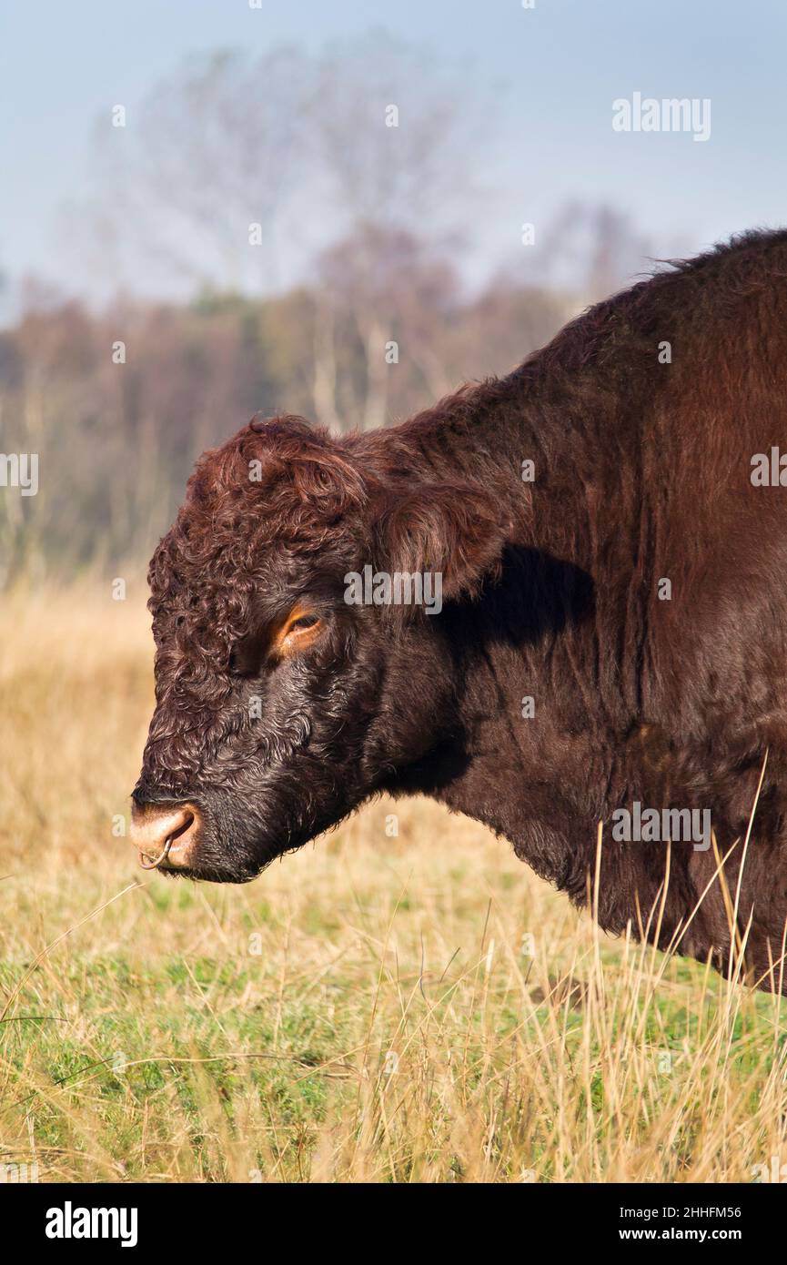 Grazing marsh hi-res stock photography and images - Alamy