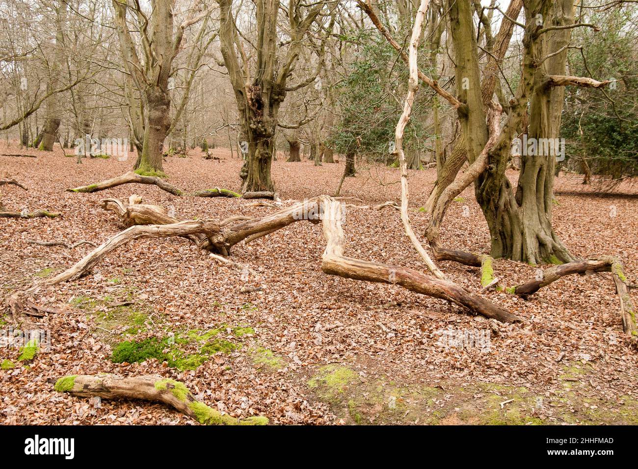 Epping Forest Essex, England UK Europe Stock Photo - Alamy