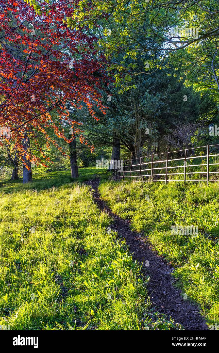 Oak and Copper Beech at spring Pentire Estate Gower Wales UK Stock ...