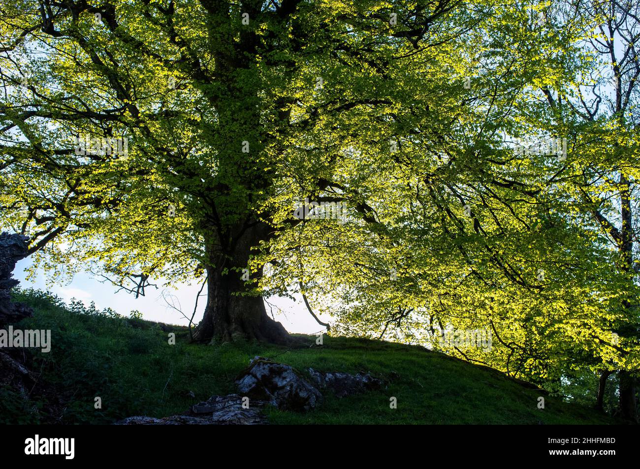 Copper red beech tree trees hi-res stock photography and images - Alamy