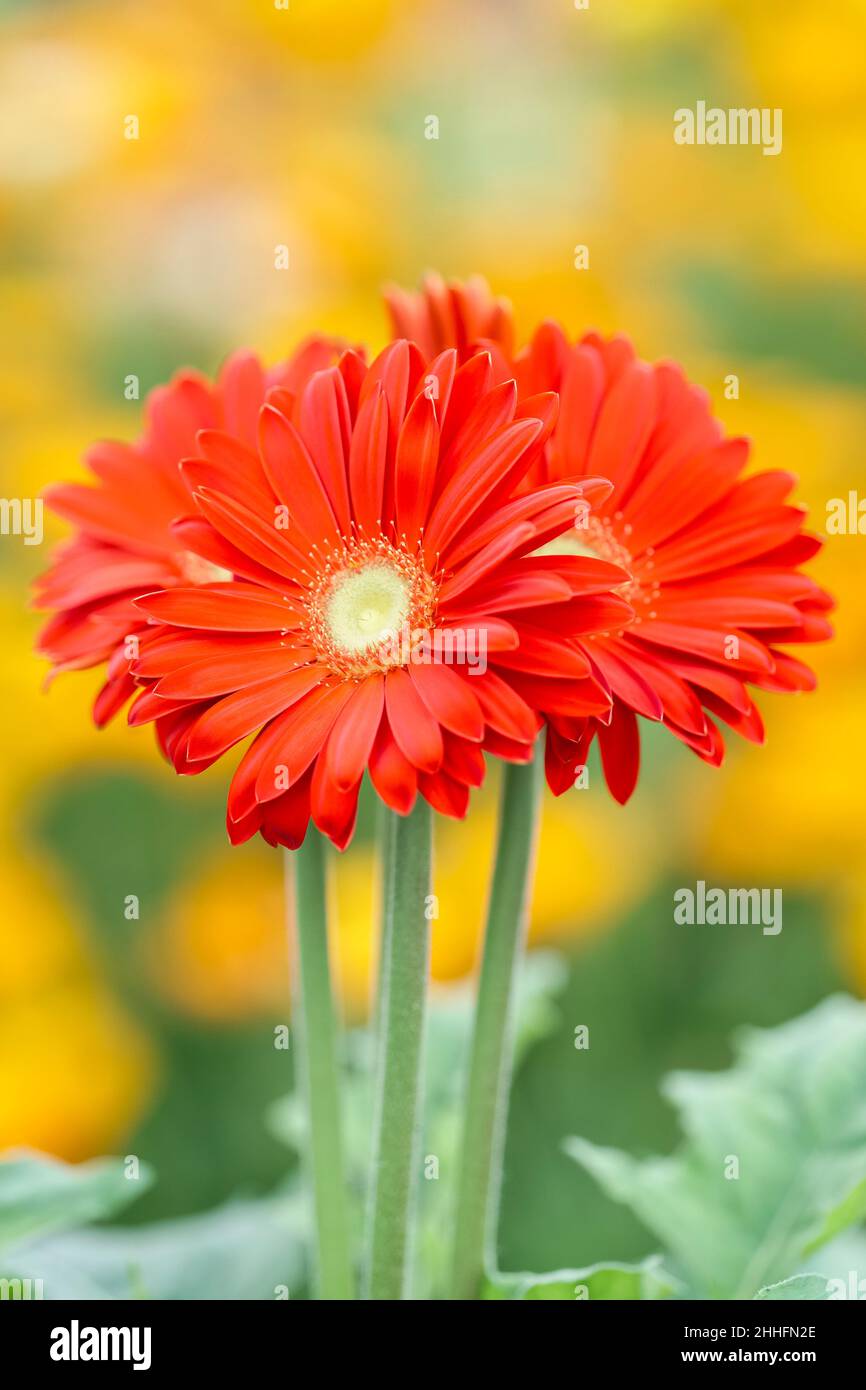 Gerbera 'Mega Revolution Bright Red' and Californian Poppies Stock ...