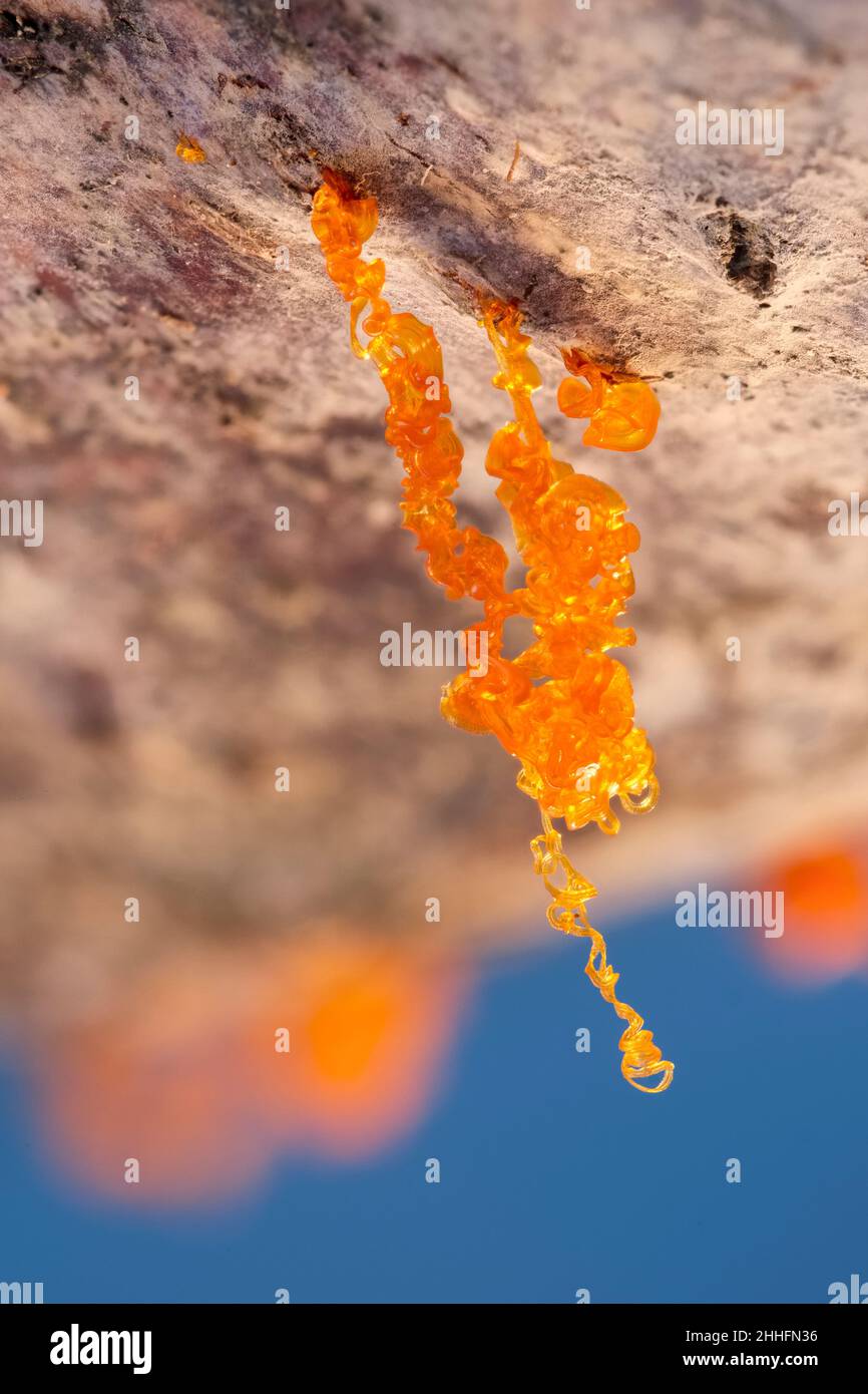 Solidified birch sap Norfolk UK Stock Photo - Alamy