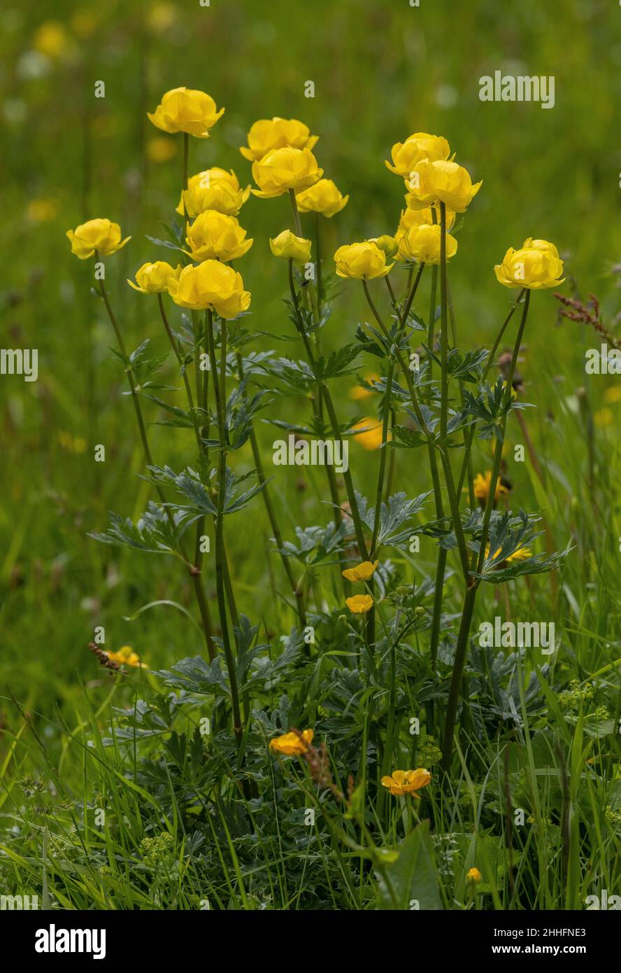Globeflowers, Trollius europaeus, in flower in damp mountain grassland ...