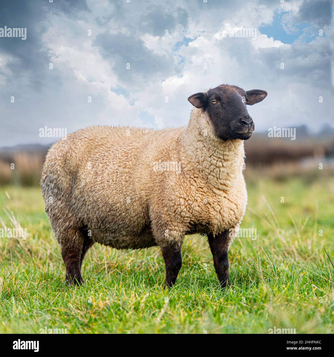 Sheep square hi-res stock photography and images - Alamy