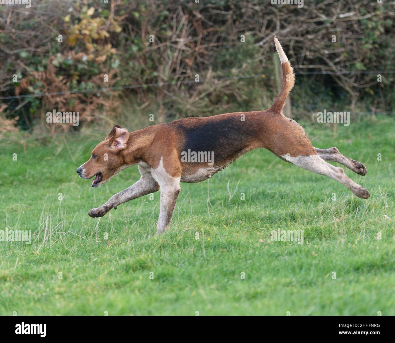 English foxhound hunting Stock Photo - Alamy