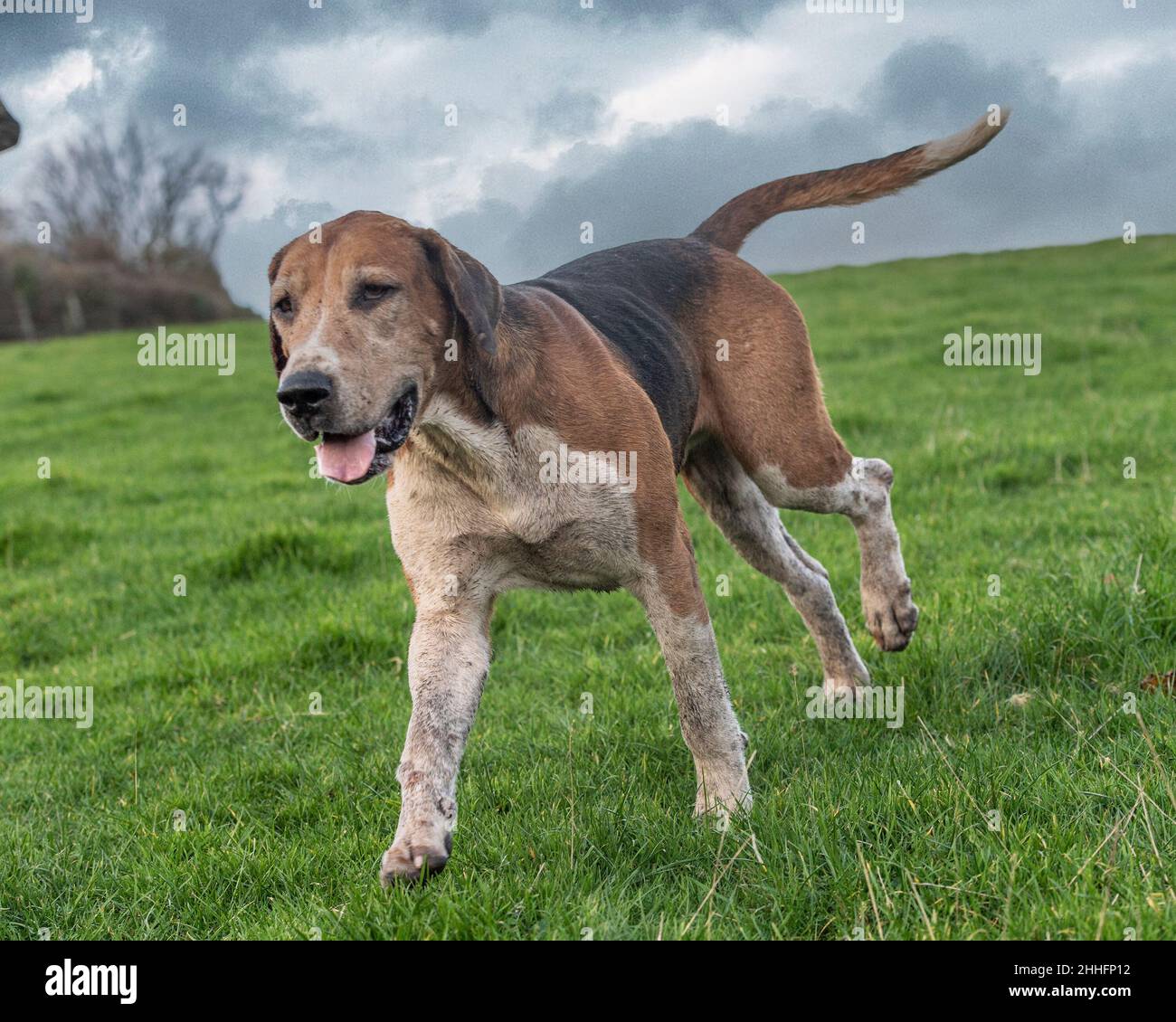 Running towards camera hi-res stock photography and images - Alamy
