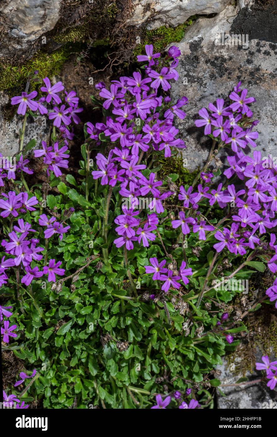 Fairy foxglove, Erinus alpinus, in flower on rocky limestone outcrop ...