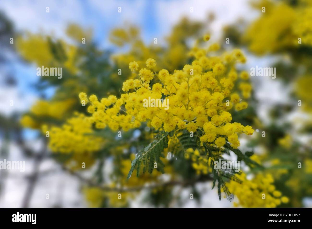 Yellow mimosa flower tree symbol hi-res stock photography and images ...