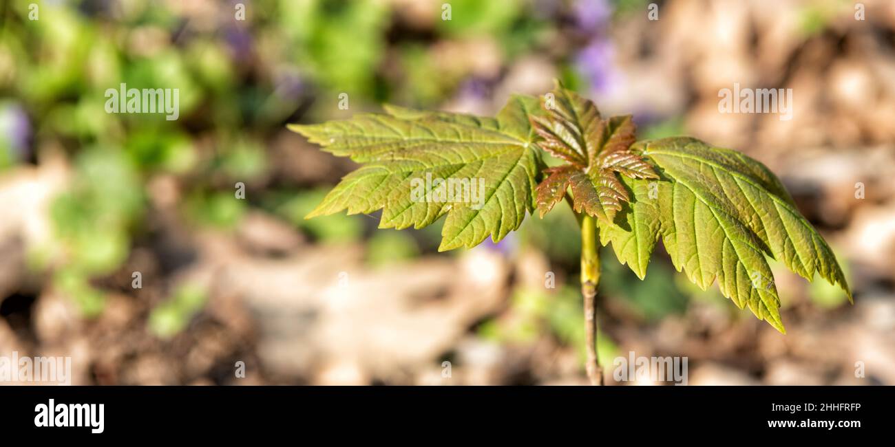 Fresh maple sprout with green leaves grow in forest soil sunny natural ...