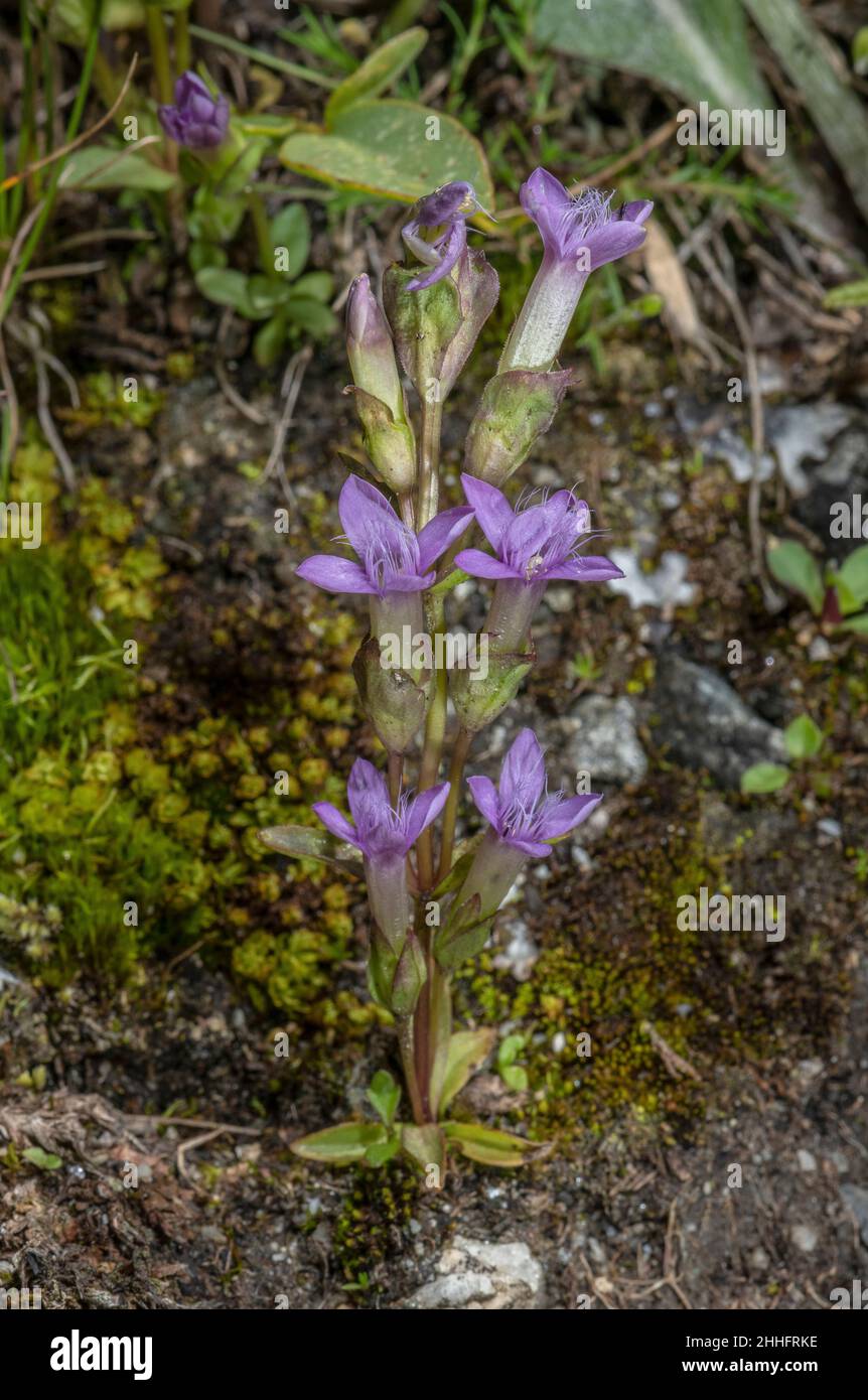Field gentian gentianella campestris hi-res stock photography and ...