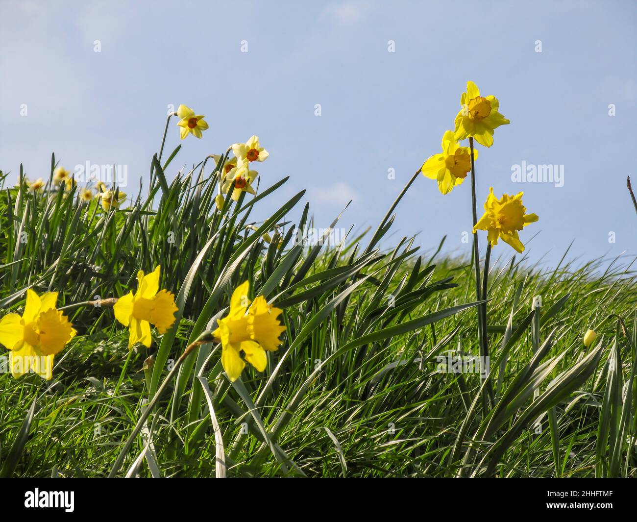 Yellow daffodils in bloom, backlit against a pale blue springtime ...