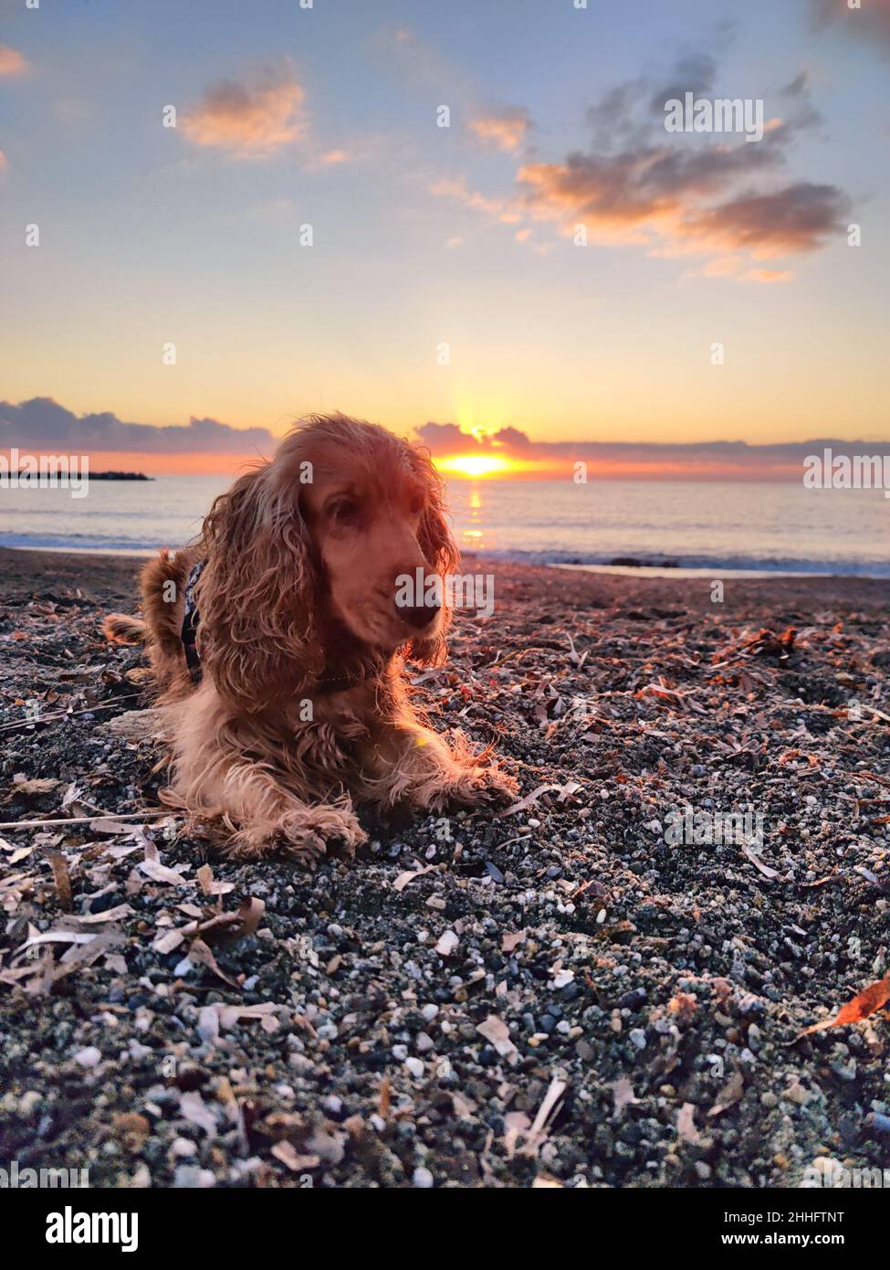 happy puppy young dog cocker spaniel playing at the beach at sunset ...