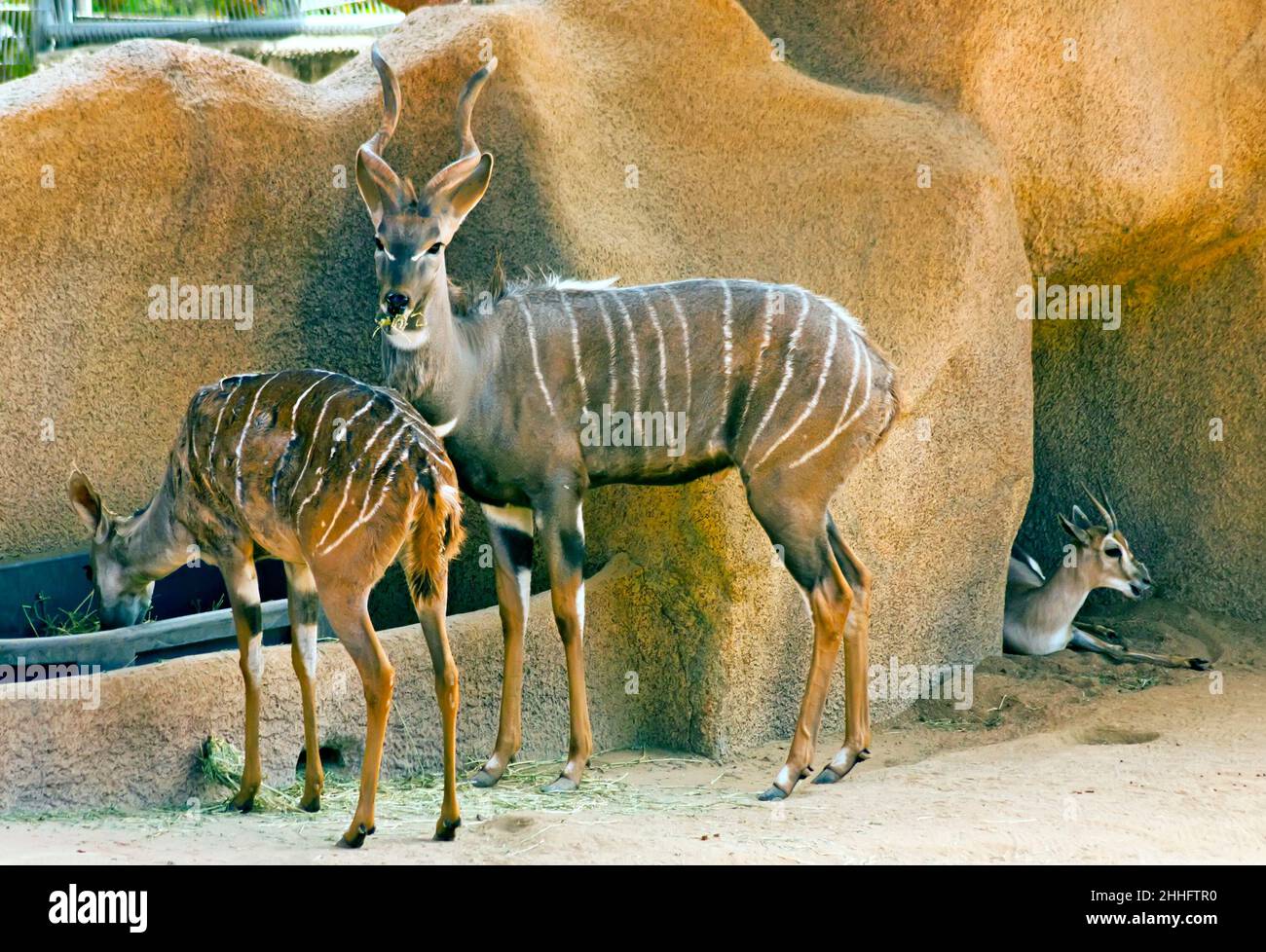 Striped antelopes hi-res stock photography and images - Alamy