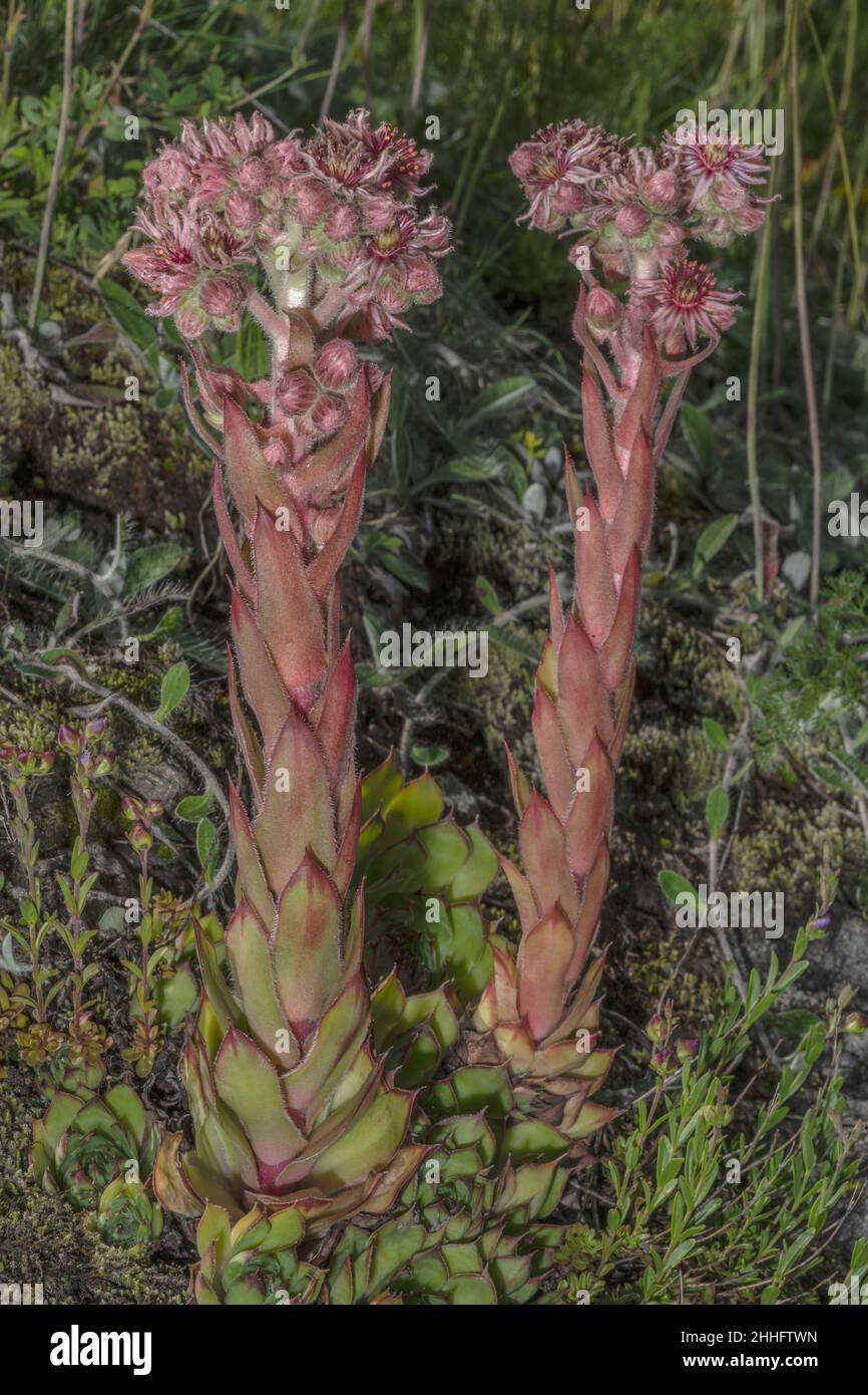Common houseleek, Sempervivum tectorum, in flower in the Alps Stock ...