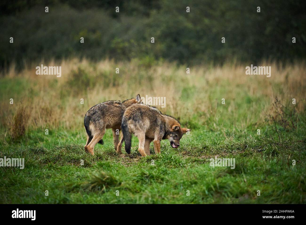 Two wolves - Canis lupus hidden in a meadow. Wildlife scene from Poland ...