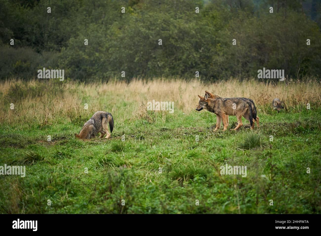 Four wolves - Canis lupus hidden in a meadow. Wildlife scene from ...