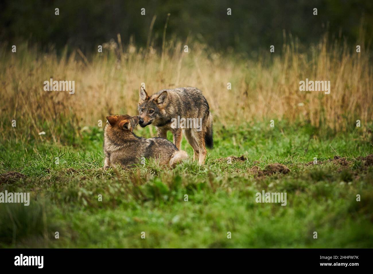 Two wolves - Canis lupus hidden in a meadow. Wildlife scene from Poland ...