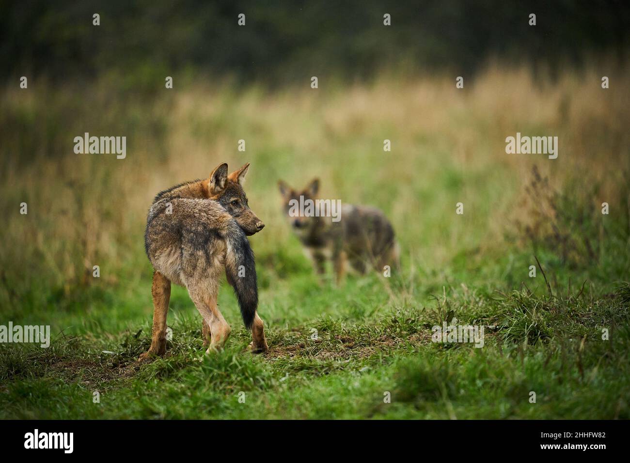 Two wolves - Canis lupus hidden in a meadow. Wildlife scene from Poland ...
