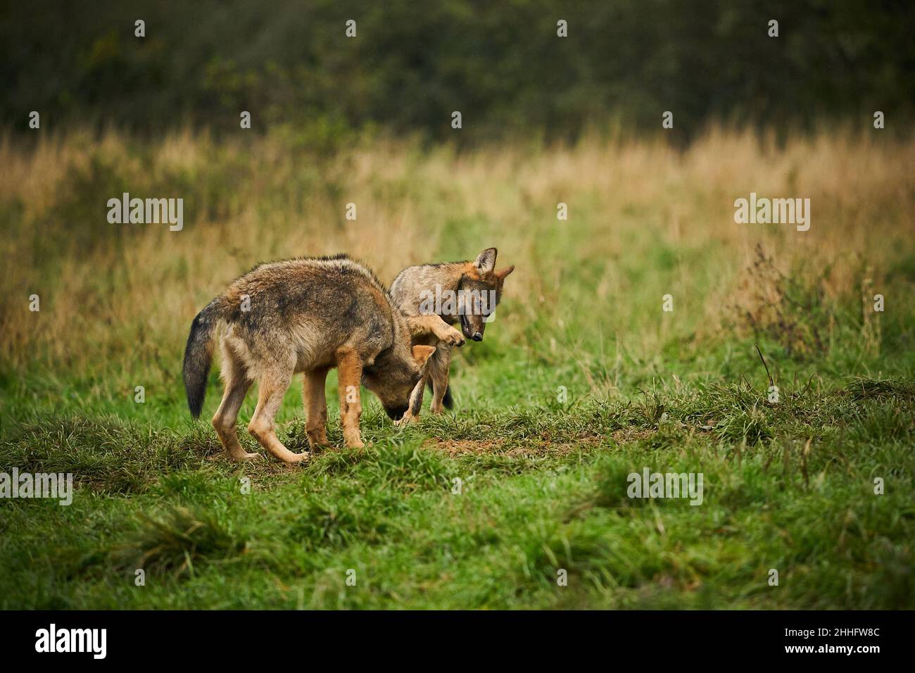 Two wolves - Canis lupus hidden in a meadow. Wildlife scene from Poland ...