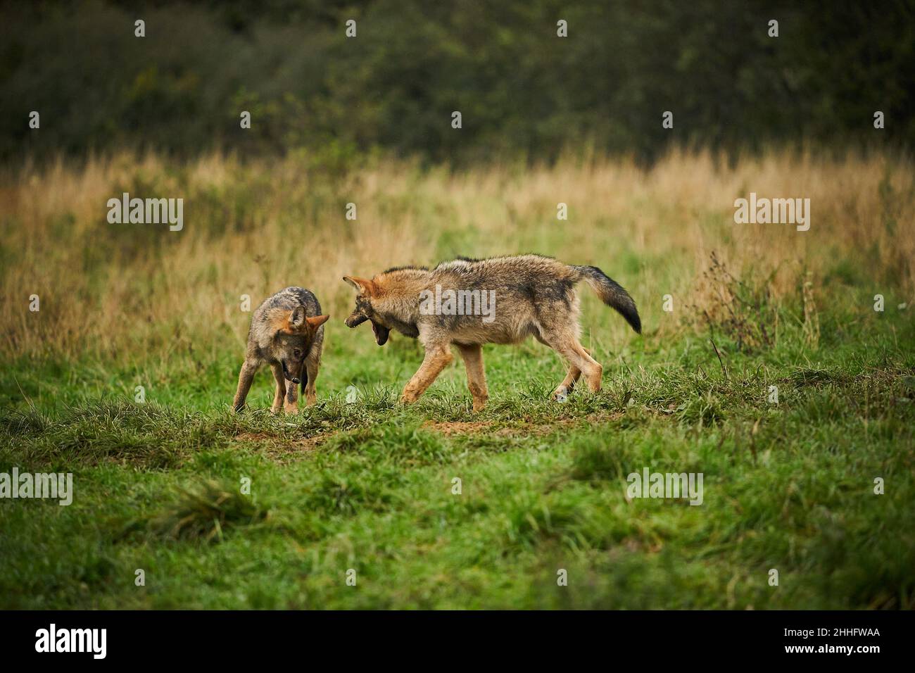 Two wolves - Canis lupus hidden in a meadow. Wildlife scene from Poland ...