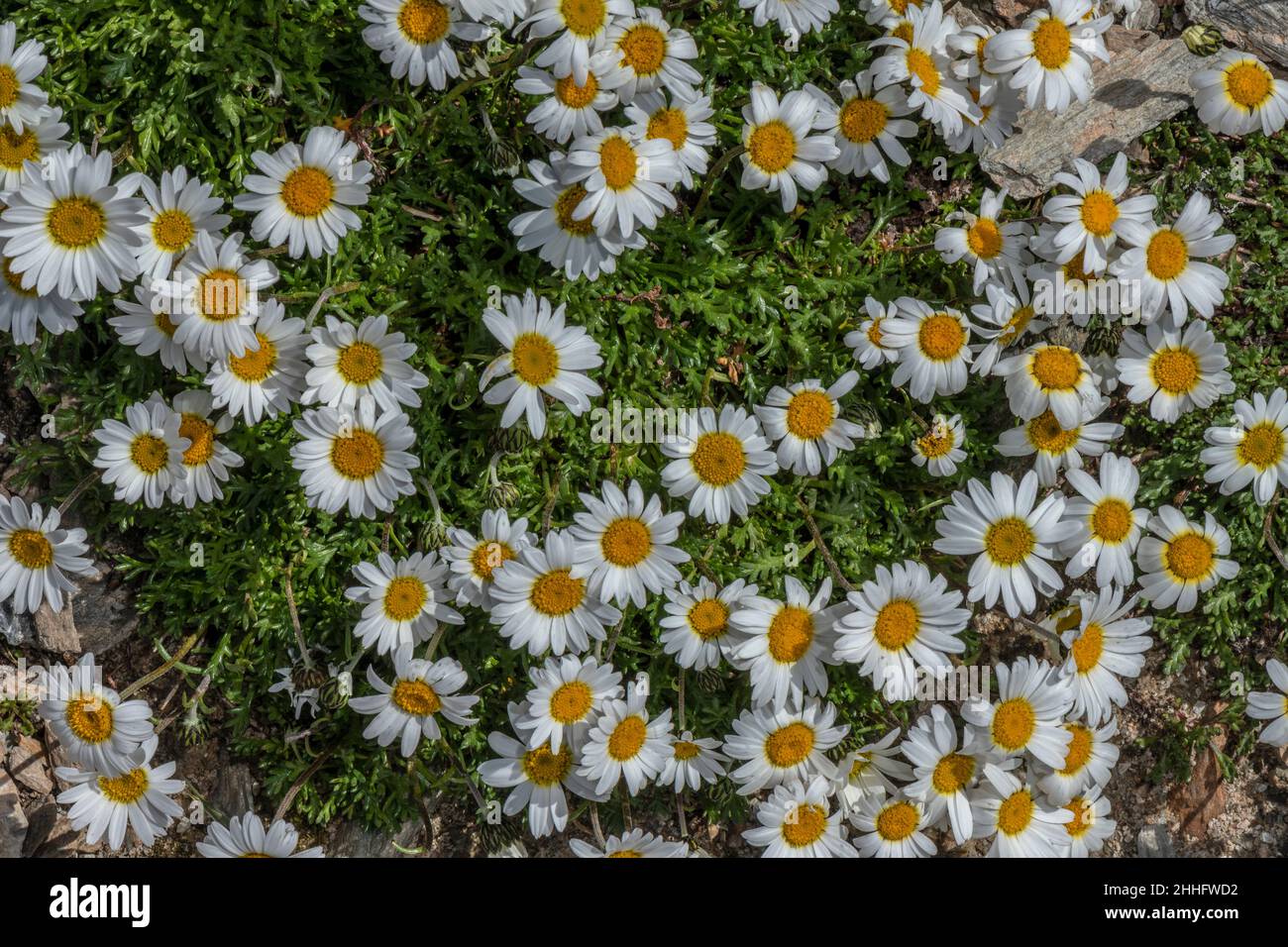 Alpine Moon Daisy, Leucanthemopsis alpina, in flower in the Alps Stock ...