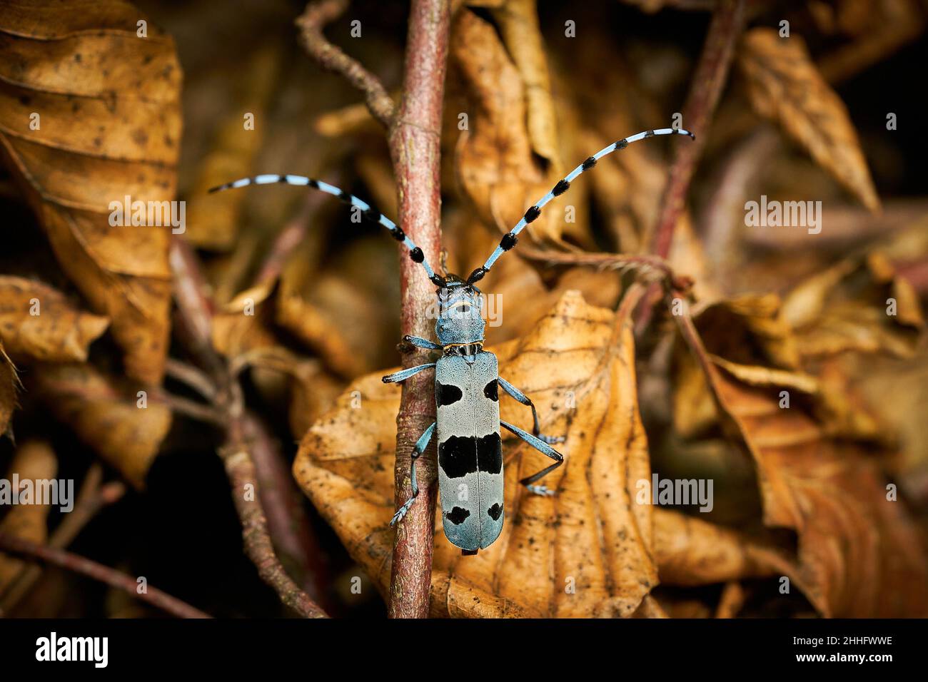 Rosalia Longicorn (Rosalia alpina) during mating. Blue beetle. Mating ...