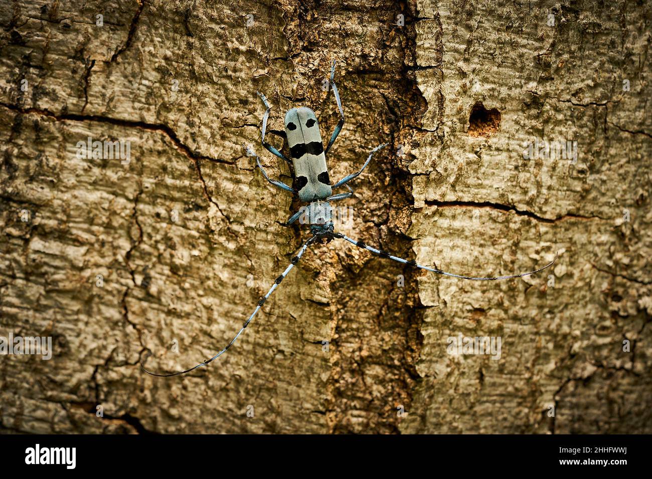 Rosalia Longicorn (Rosalia alpina) during mating. Blue beetle. Mating ...