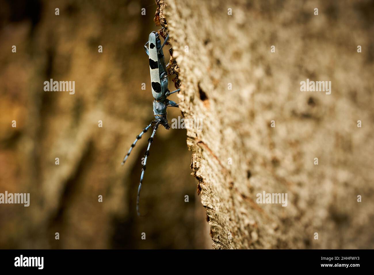 Rosalia Longicorn (Rosalia alpina) during mating. Blue beetle. Mating ...