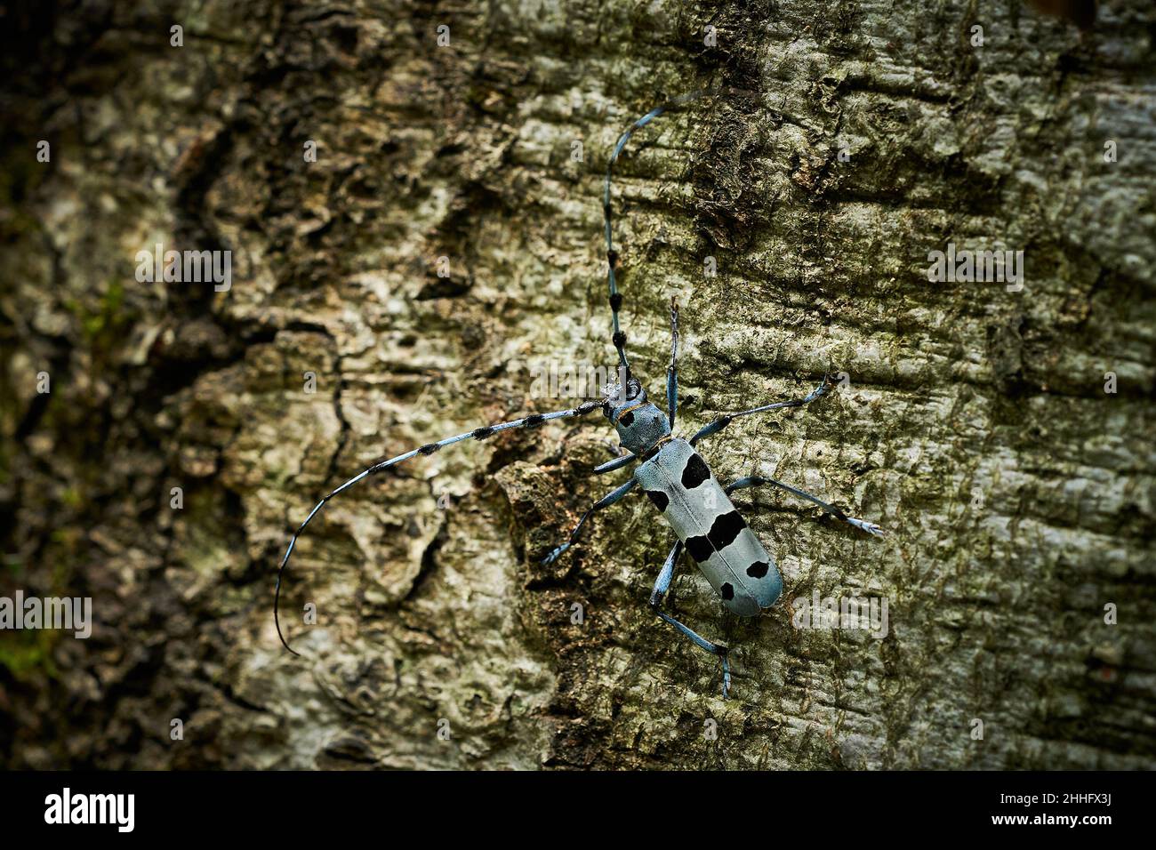 Rosalia Longicorn (Rosalia alpina) during mating. Blue beetle. Mating ...
