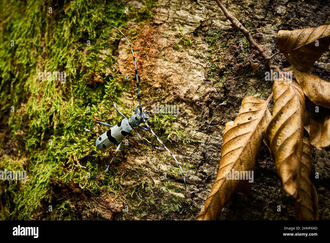 Rosalia Longicorn (Rosalia alpina) during mating. Blue beetle. Mating ...