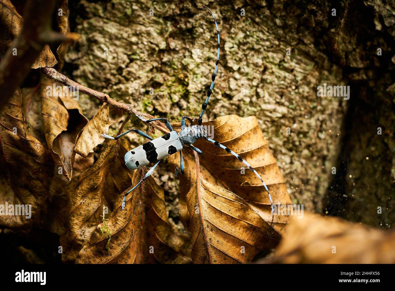 Rosalia Longicorn (Rosalia alpina) during mating. Blue beetle. Mating ...