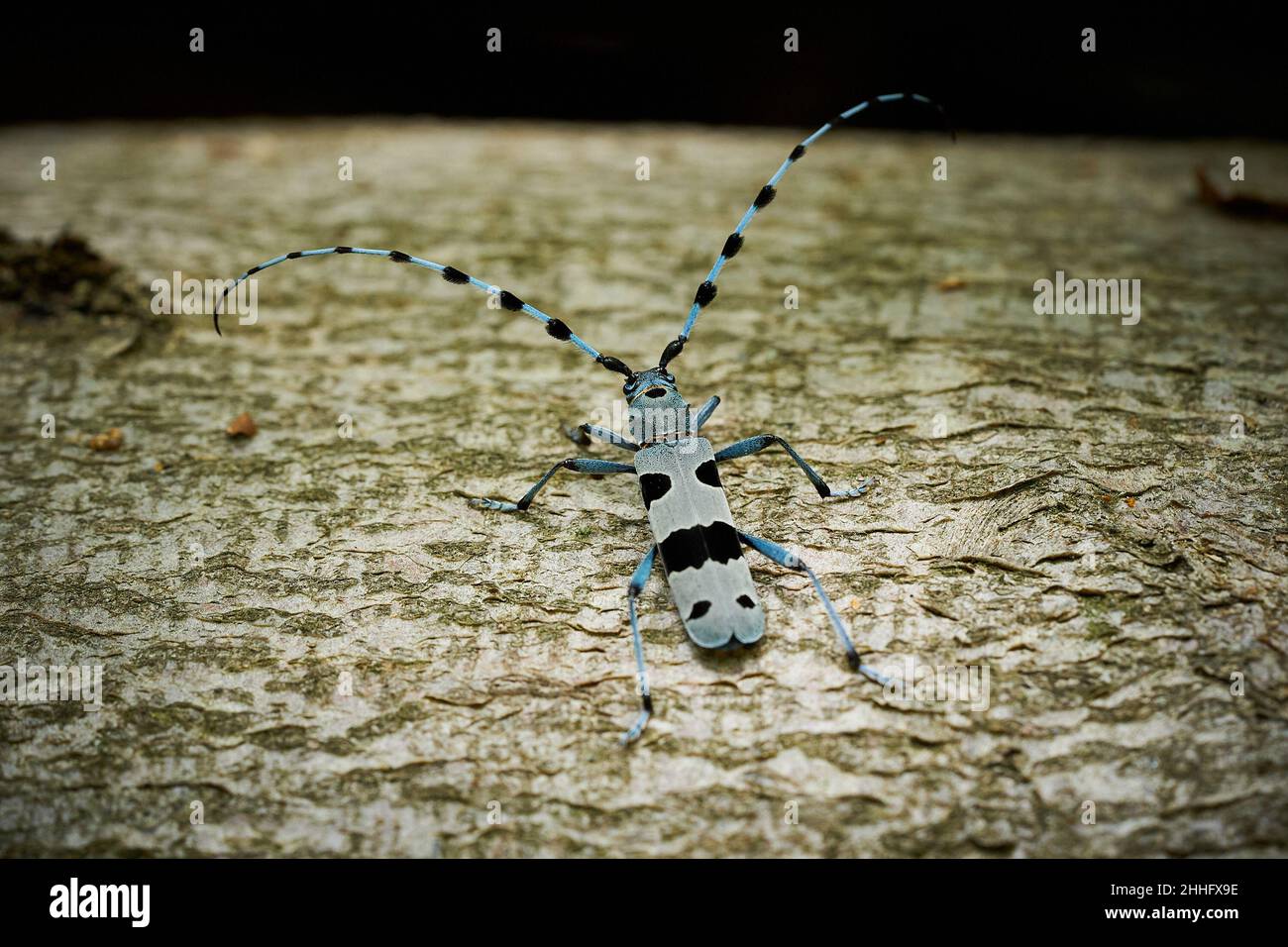 Rosalia Longicorn (Rosalia alpina) during mating. Blue beetle. Mating ...