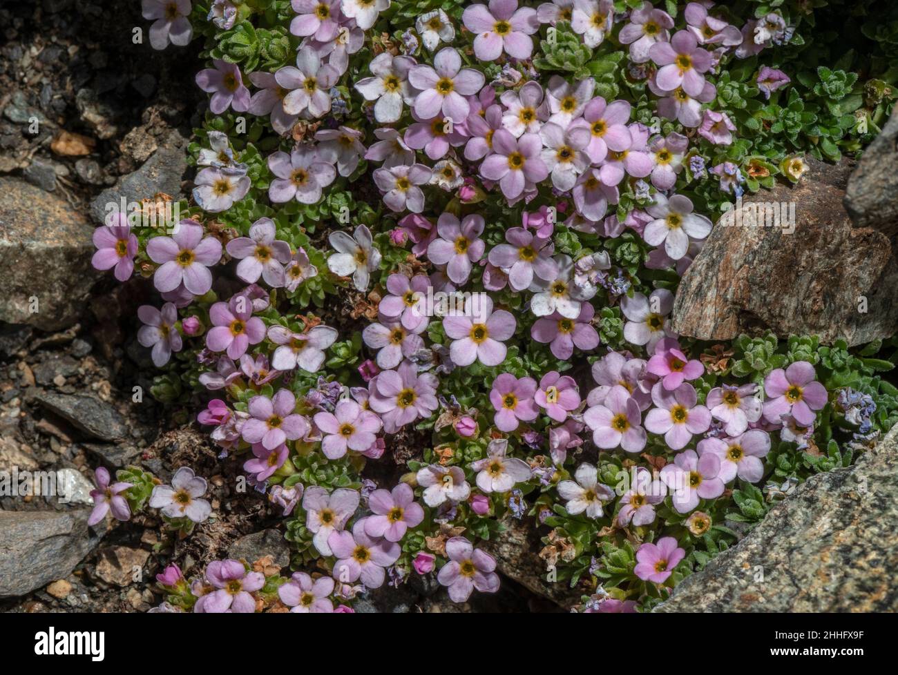 Androsace alpina hi-res stock photography and images - Alamy