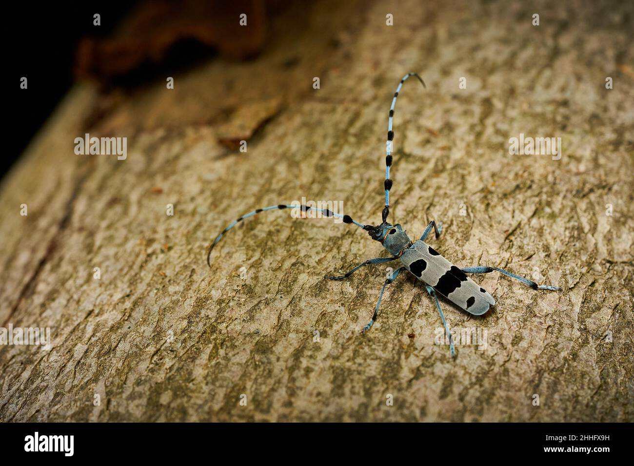 Rosalia Longicorn (Rosalia alpina) during mating. Blue beetle. Mating ...