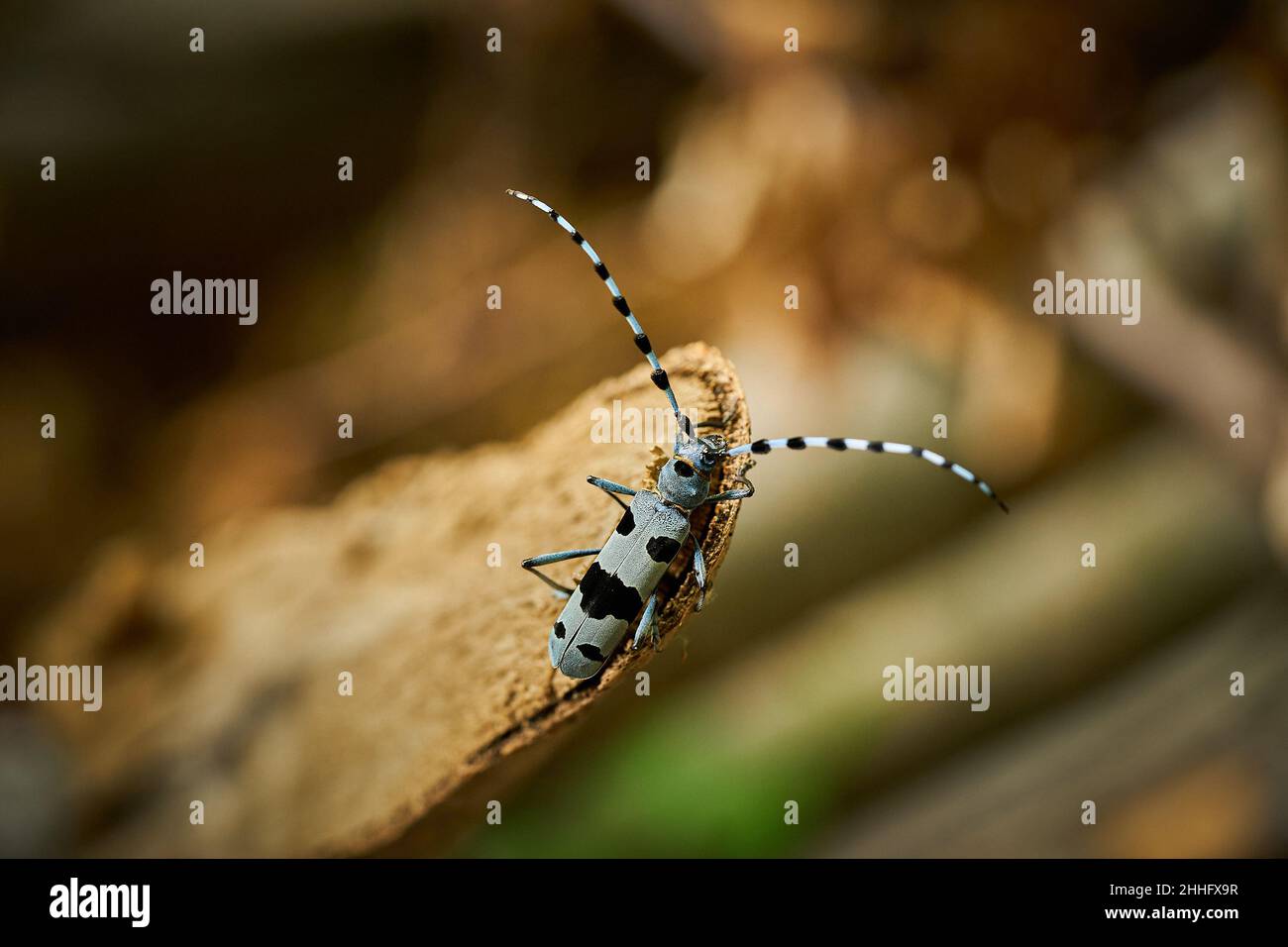 Rosalia Longicorn (Rosalia alpina) during mating. Blue beetle. Mating ...
